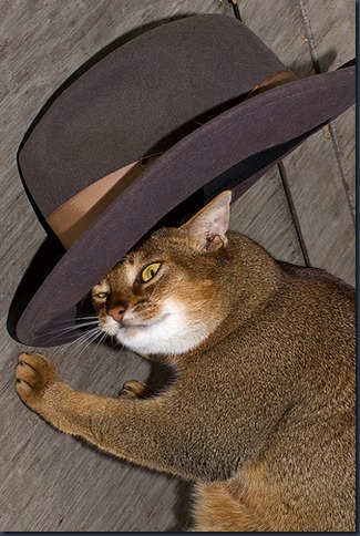 Kitty Stampede: TGIF Kitties